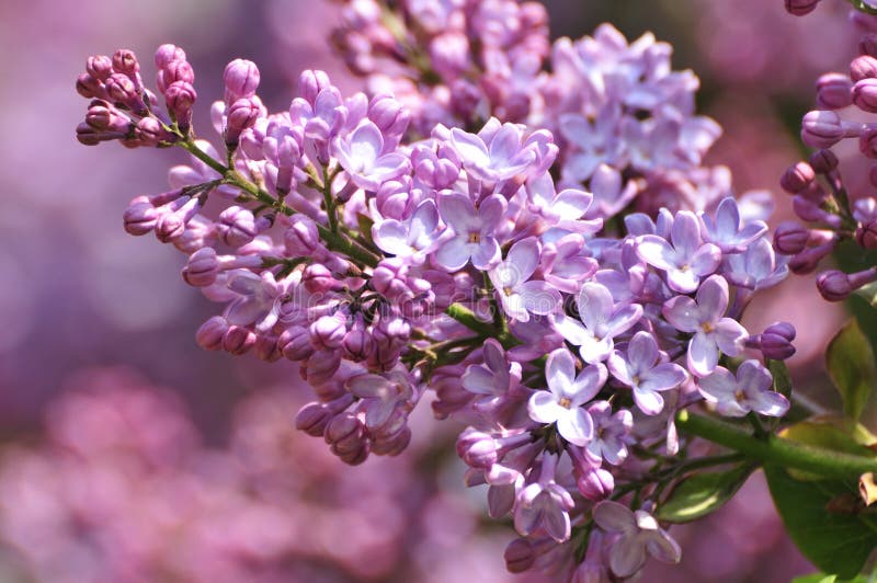 Fiori di lilla in fiore fotografia stock. Immagine di fiore - 14735866