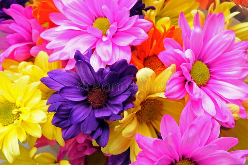 Fiori multicolori immagine stock. Immagine di giardinaggio - 28271941