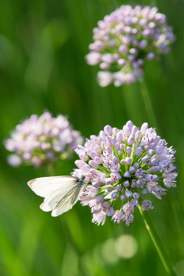 Fiori Ornamentali Della Cipolla Fotografia Stock - Immagine di luminoso ...