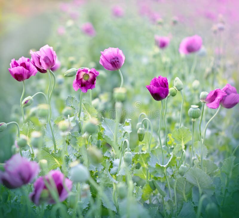 Fiori viola del papavero immagine stock. Immagine di fresco - 54695687