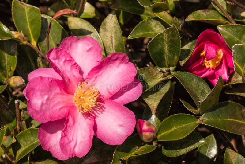Fiori Rosa Della Camelia In Fioritura Fotografia Stock - Immagine di ...