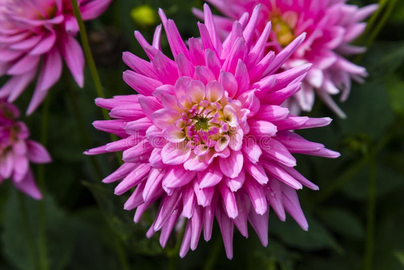 Fiori Rosa Delle Dalie in Un Giardino Immagine Stock - Immagine di ...