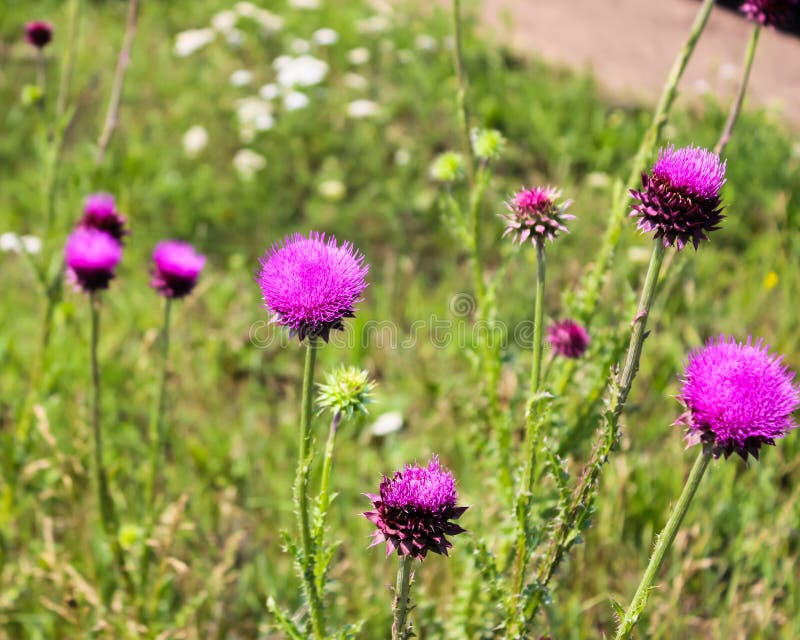 Fiori Rosa Di Un Cardo Selvatico Immagine Stock - Immagine di estate ...