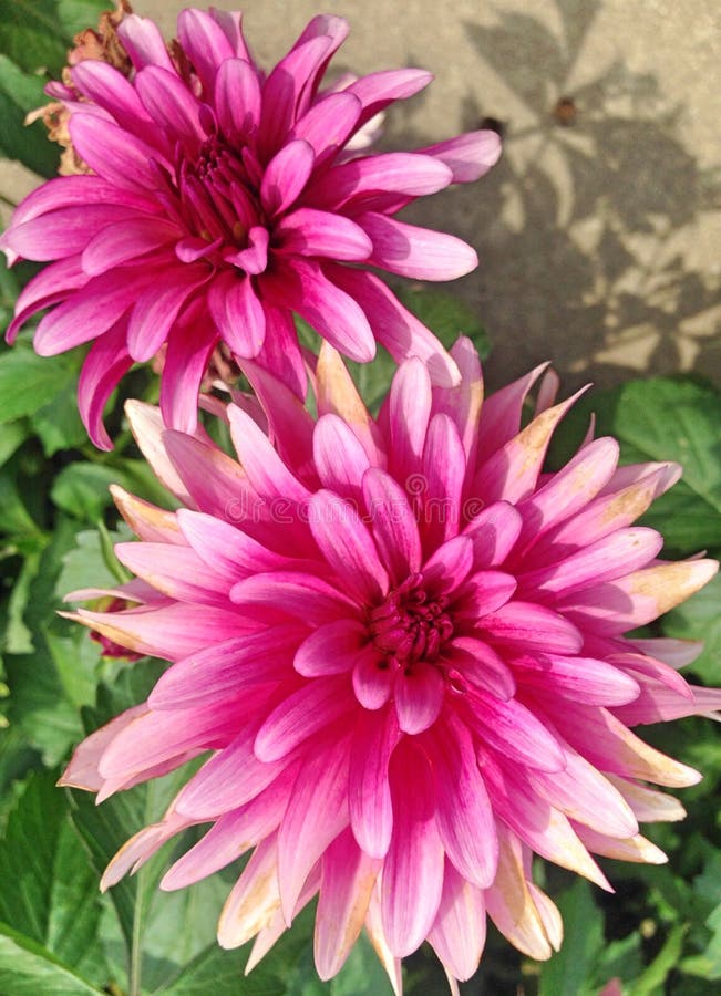 Fiori Rosa Luminosi Della Dalia Fotografia Stock - Immagine di botanico ...