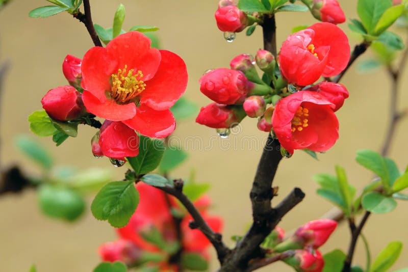 immagini di riserva di Germogli E Fiori Rossi - la sovranità di ...