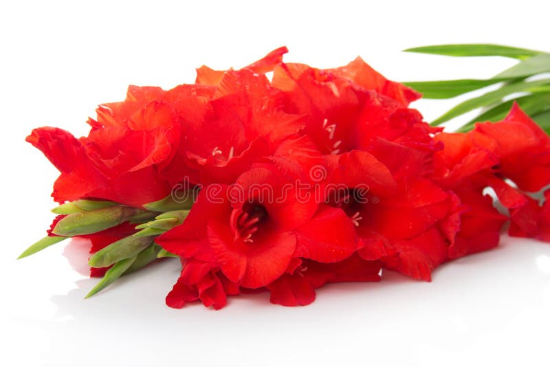 Fiori rossi fotografia stock. Immagine di rosso, composizione - 35375578