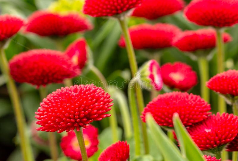 Fiori rossi del giardino immagine stock. Immagine di luminoso - 114556215