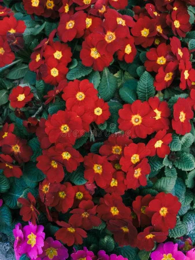 Fiori rossi del Primula fotografia stock. Immagine di molla - 137191208