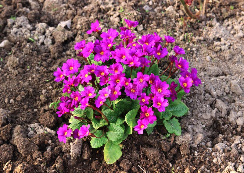 Fiori Rossi Della Primaverina Fotografia Stock - Immagine di giardino ...