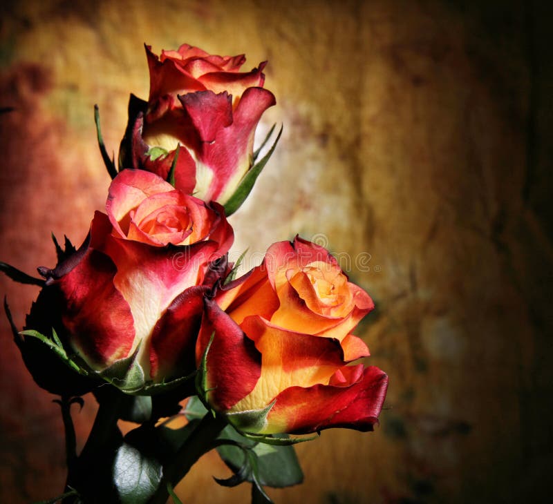 Fiori rossi delle rose fotografia stock. Immagine di scuro - 18655256