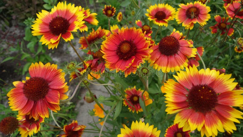 Fiori Gialli E Rossi Del Prato Immagine Stock - Immagine di background ...