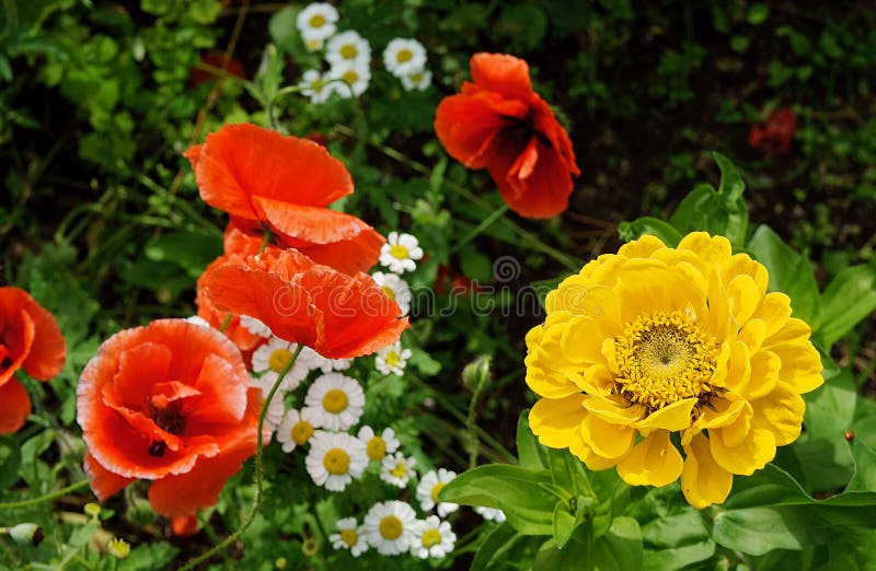 Fiori Rossi E Gialli Su Verde Immagine Stock - Immagine di giallo ...