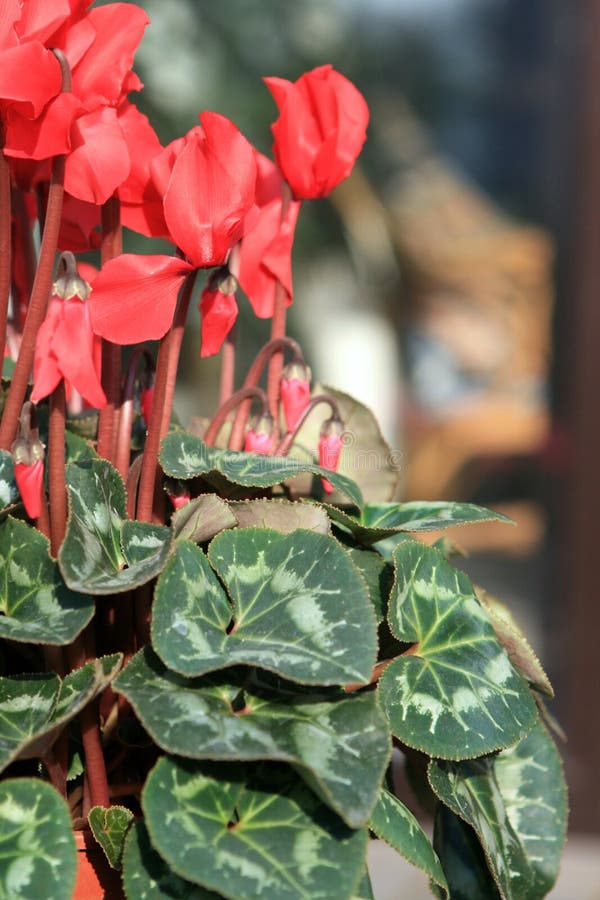 Fiori rossi, la pianta immagine stock. Immagine di fogli - 4565647