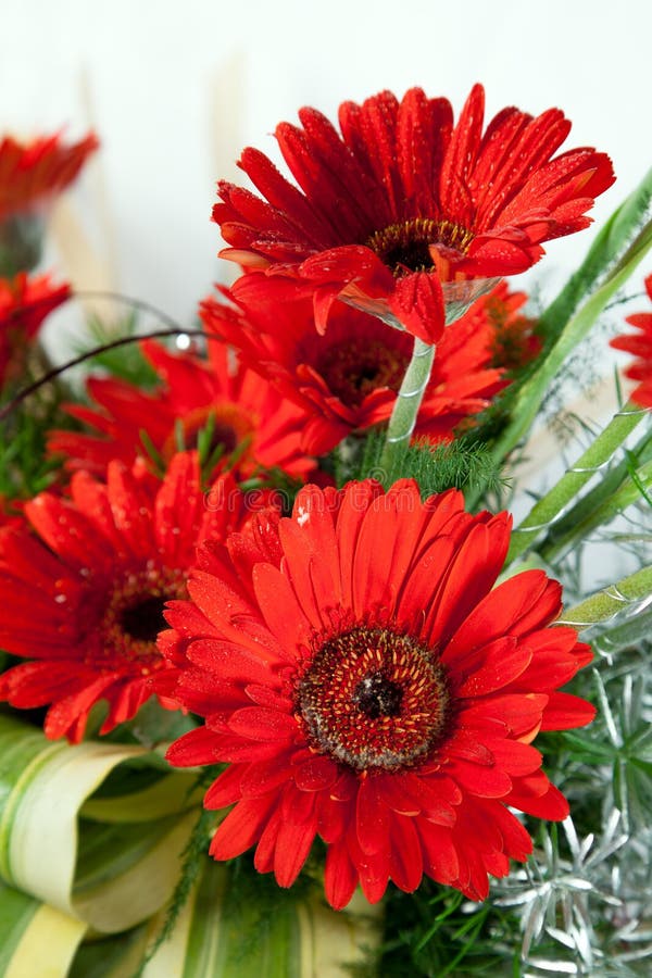 Fiori Rossi Rossi Della Margherita Immagine Stock - Immagine di ...