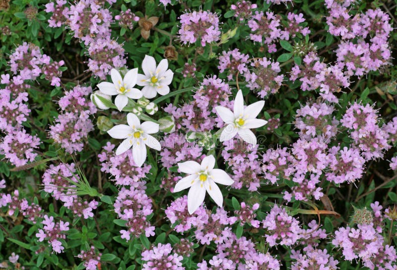 Erba Breckland Del Timo, Timo Selvaggio Breckland, Timo Di ...