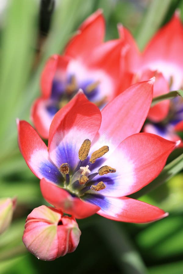 Fiori Tricolori Dello Sparaxis Fotografia Stock - Immagine di ...