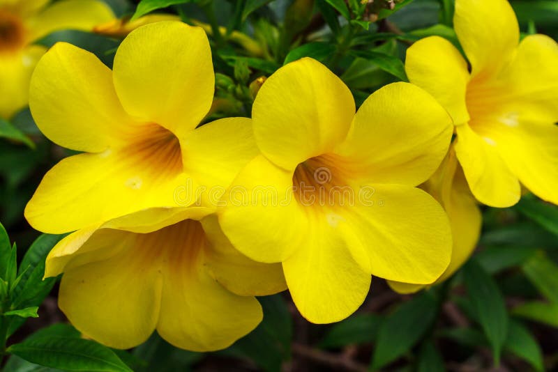 Fiori tropicali gialli immagine stock. Immagine di thailandia - 32549357