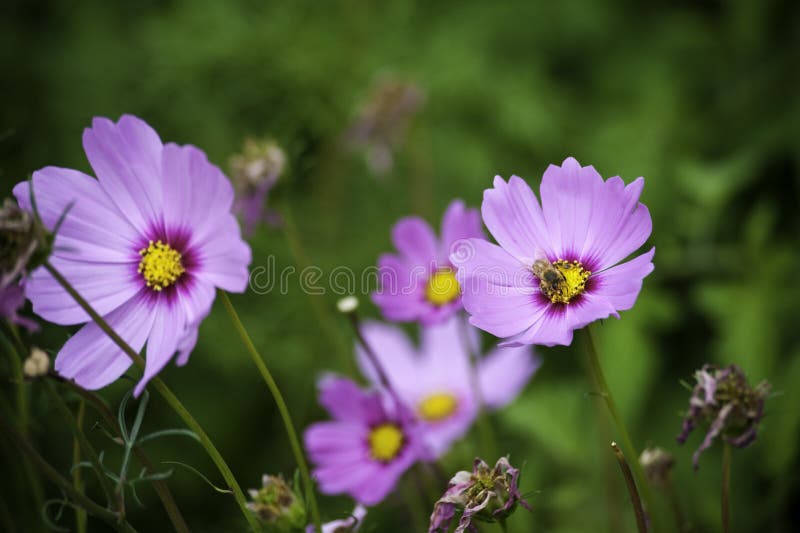 Fiori viola immagine stock. Immagine di fresco, unico - 11252317