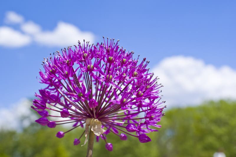 Fiori viola immagine stock. Immagine di dolce, petali - 14588669