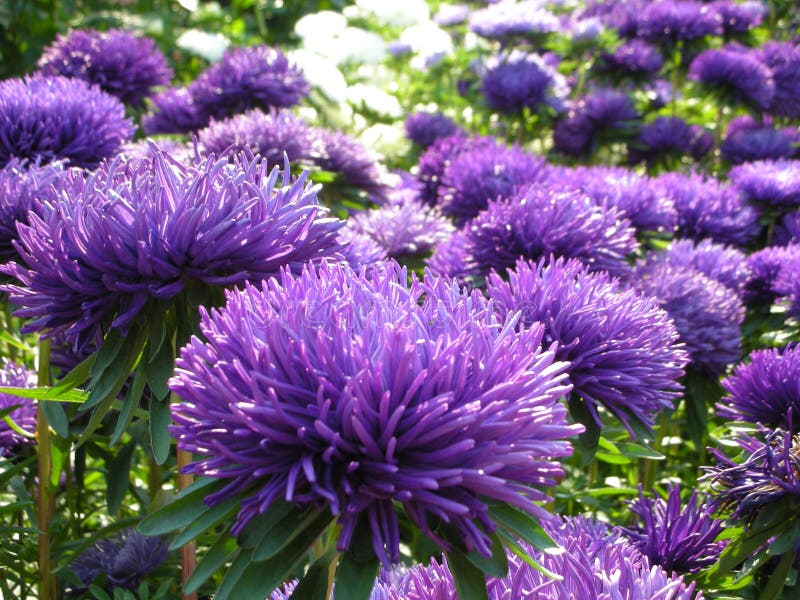 Fiori viola immagine stock. Immagine di piante, prato - 3128963