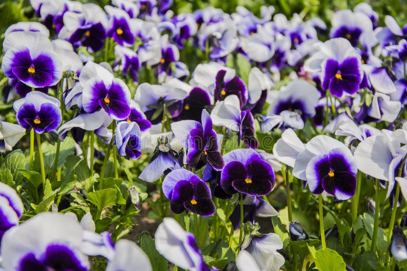 Fiori viola fotografia stock. Immagine di viola, fogli - 40029558