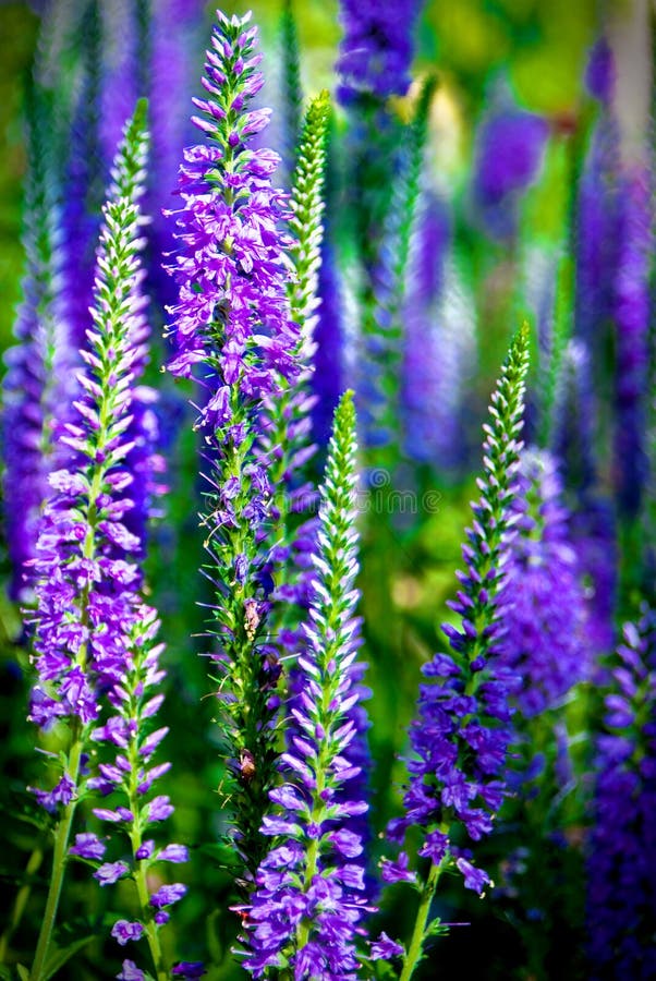 Fiori viola alti fotografia stock. Immagine di campo - 14836992