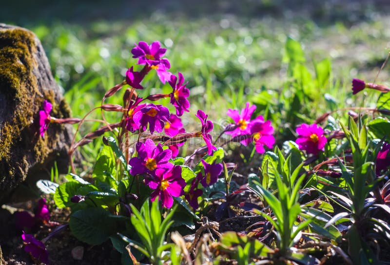 Fiori viola del Primula fotografia stock. Immagine di colore - 114921610