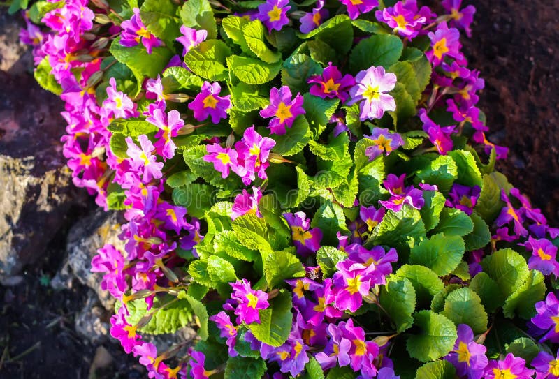 Fiori viola del Primula fotografia stock. Immagine di colore - 114921610