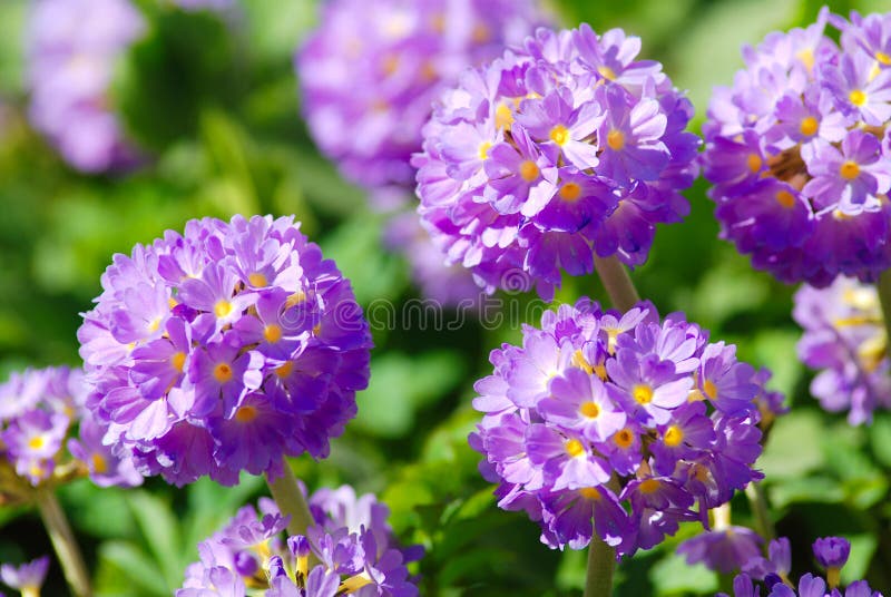 Fiori Viola Del Primula Nel Giardino Fotografia Stock - Immagine di ...