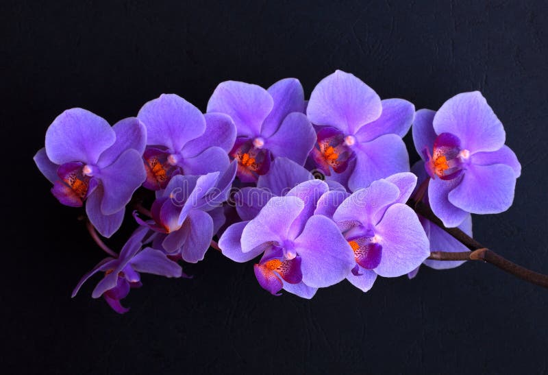 Fiori Viola Dell'orchidea Sul Nero Fotografia Stock - Immagine di ...