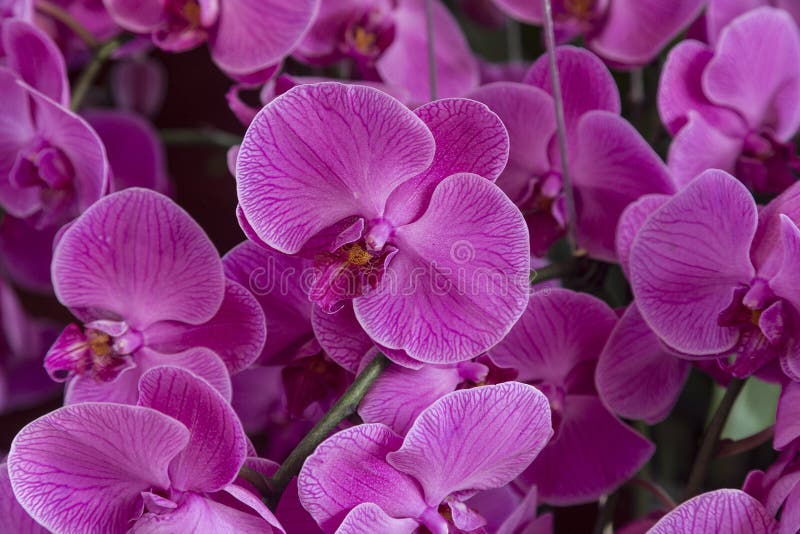 Fiori Viola Variopinti Dell'orchidea Immagine Stock - Immagine di mazzo ...
