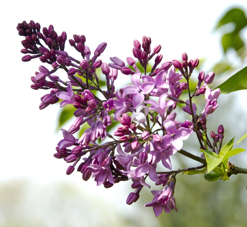Fiori Vulgaris Della Siringa Rosa E Viola Fotografia Stock - Immagine ...