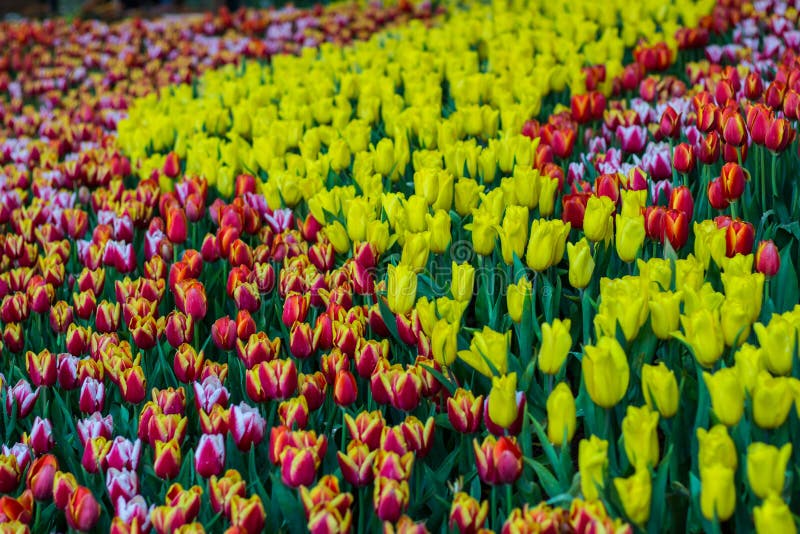 Fiorisca i tulipani immagine stock. Immagine di disegno - 96561747