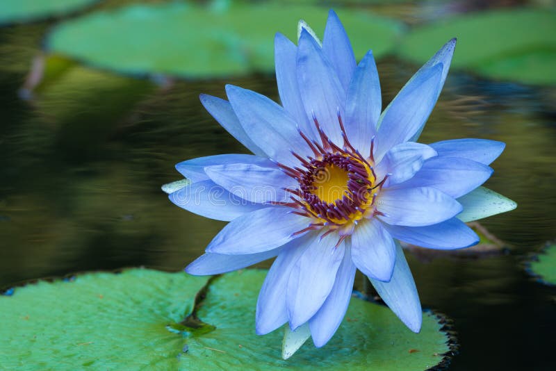 Fioritura Blu Della Ninfea in Stagno Fotografia Stock - Immagine di ...