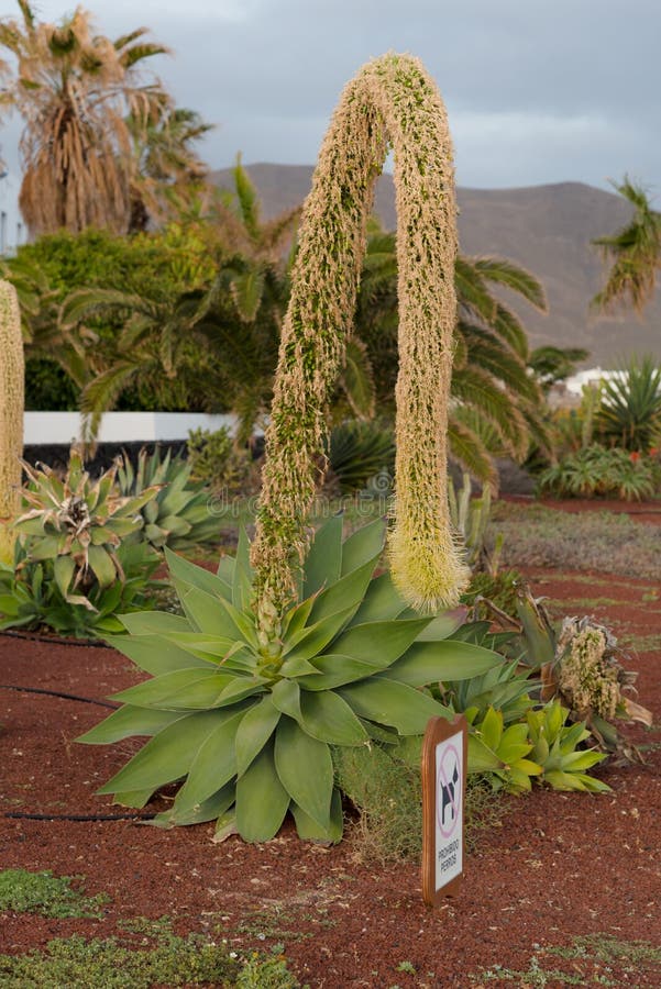 Pianta Dell'agave in Fioritura Fotografia Stock - Immagine di esotico ...
