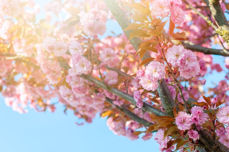 Fioritura Di Ciliegio Rosa in Un Raggio Di Sole Fotografia Stock ...