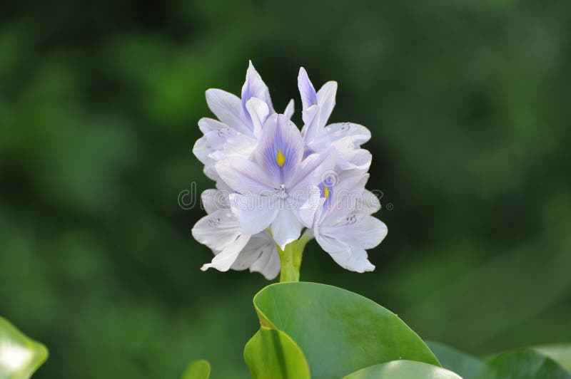 Fioritura di Lilly immagine stock. Immagine di stagno - 42676883