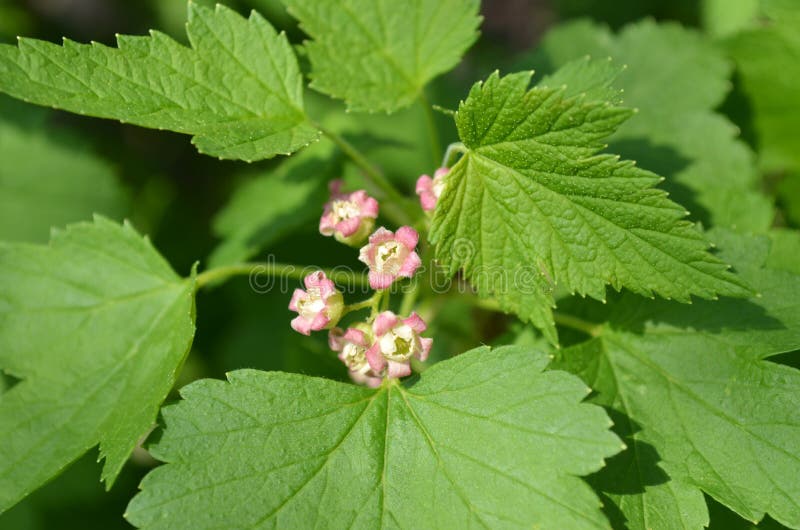 Fioriture Del Ribes Nero Nel Giardino Immagine Stock - Immagine di ...