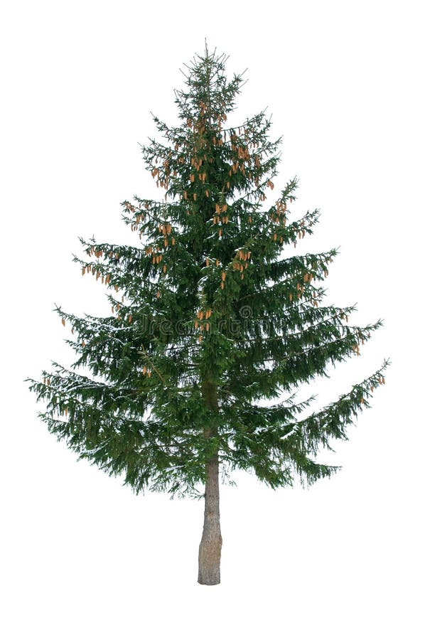 Fir tree stock image. Image of green, christmas, branch - 58665473