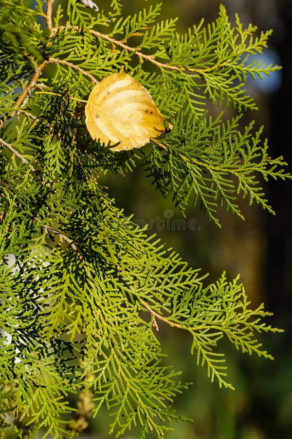 Fir and autumn leaves stock photo. Image of colored, nonurban - 36519336