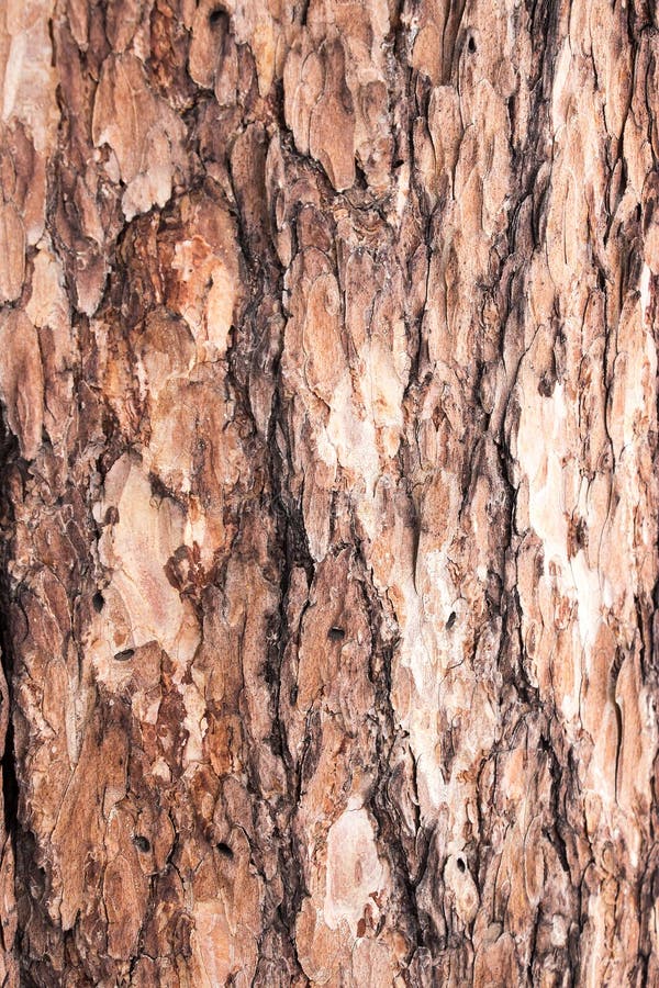 Fir Bark Background. Natural Wood Stock Image - Image of macro, full ...