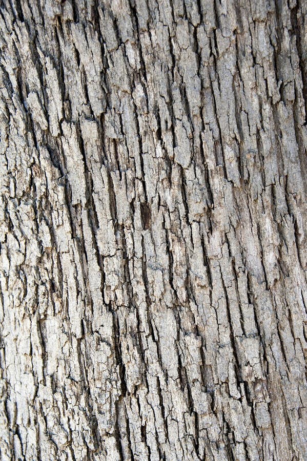 Fir bark texture stock photo. Image of natural, beech - 34618832