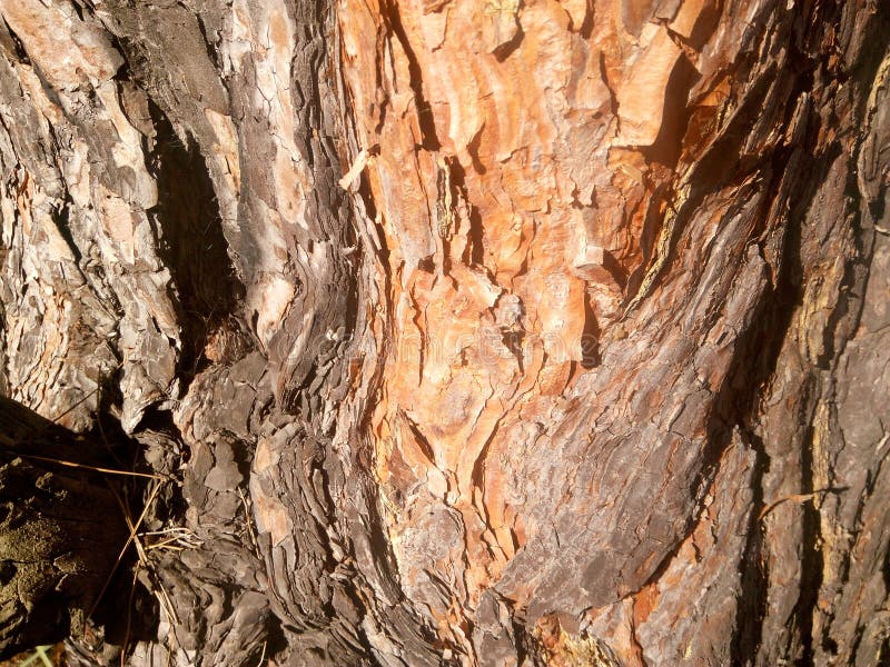 Fir bark stock photo. Image of background, texture, bark - 77747578