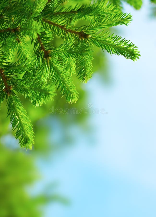 Fir branch stock photo. Image of pine, ornate, foliage - 14915898