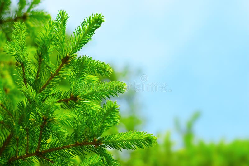 Fir branch stock image. Image of leaf, nature, needle - 15840311