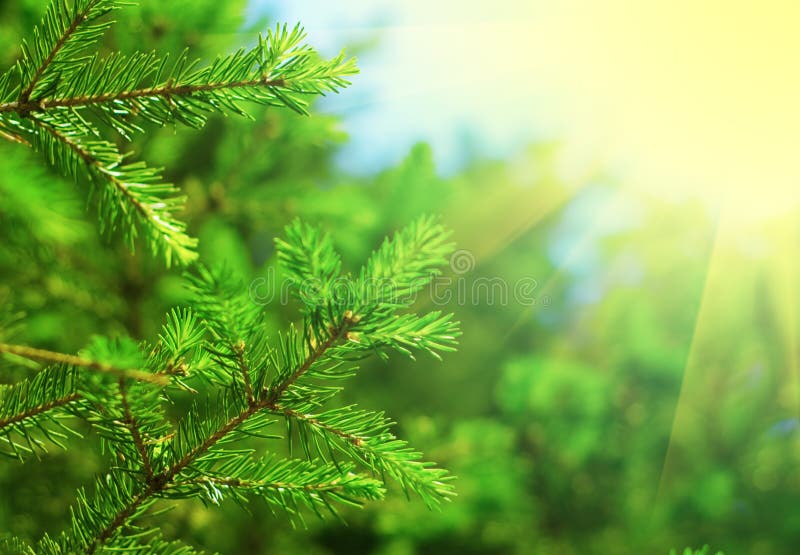 Fir branch stock image. Image of tree, outdoors, twig - 15985637