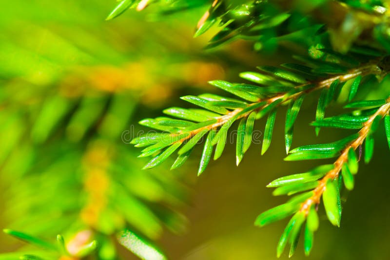 Fir Branch stock photo. Image of sunlight, pine, evergreen - 21328668