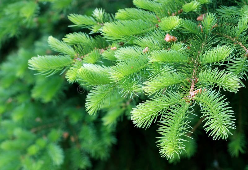Fir branch stock photo. Image of needle, branch, evergreen - 24702958