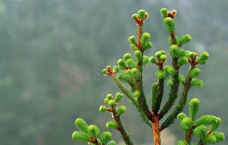 Macro young fir-tree stock image. Image of garden, rain - 5272853