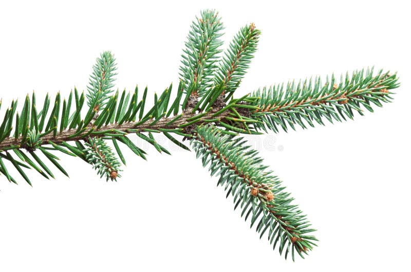 Fir branch stock image. Image of christmas, white, decoration - 26510549